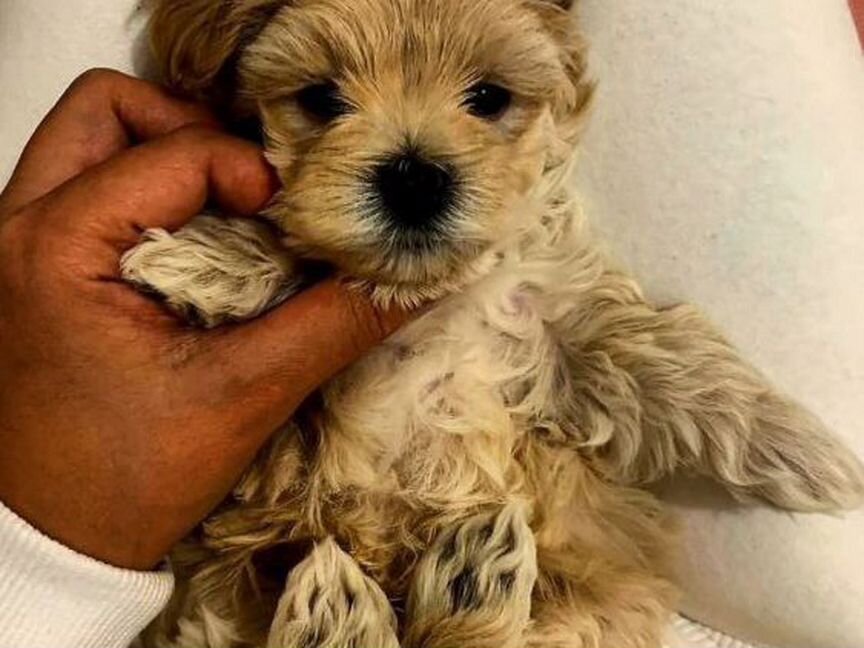 Мальтипу ф1