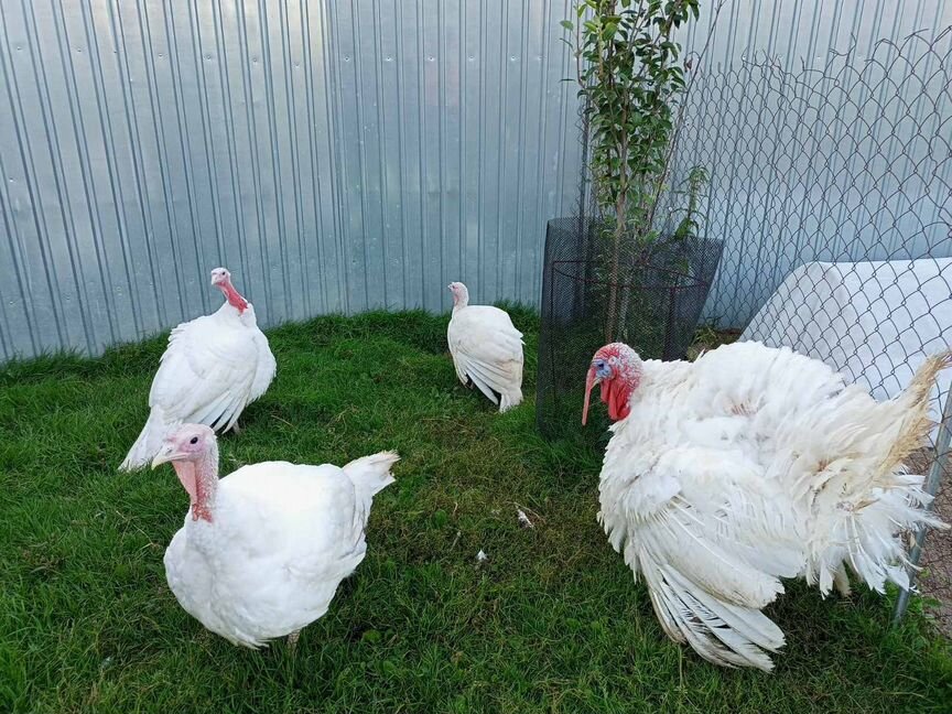 Индюки хайбрид конвертер