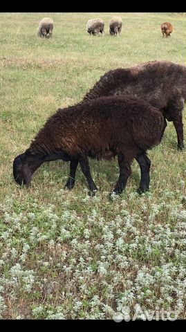 Баран эдельбай