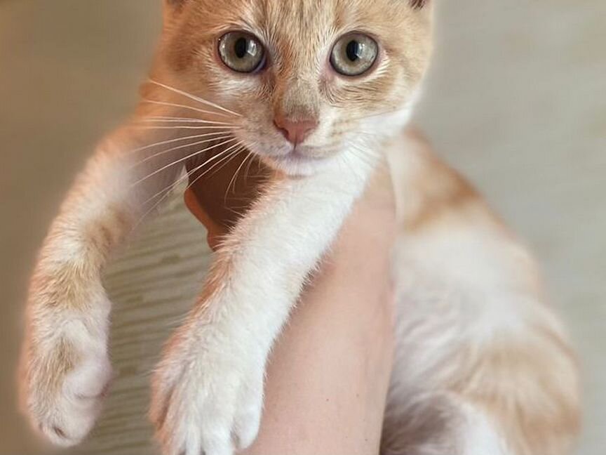 Кошки в добрые руки