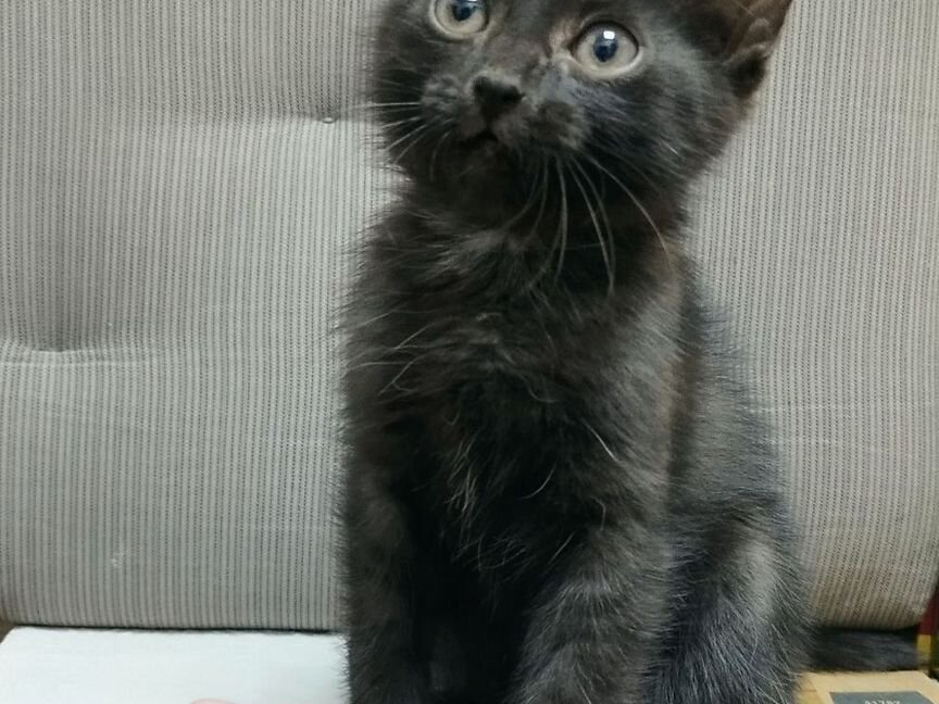 Котенок в добрые руки