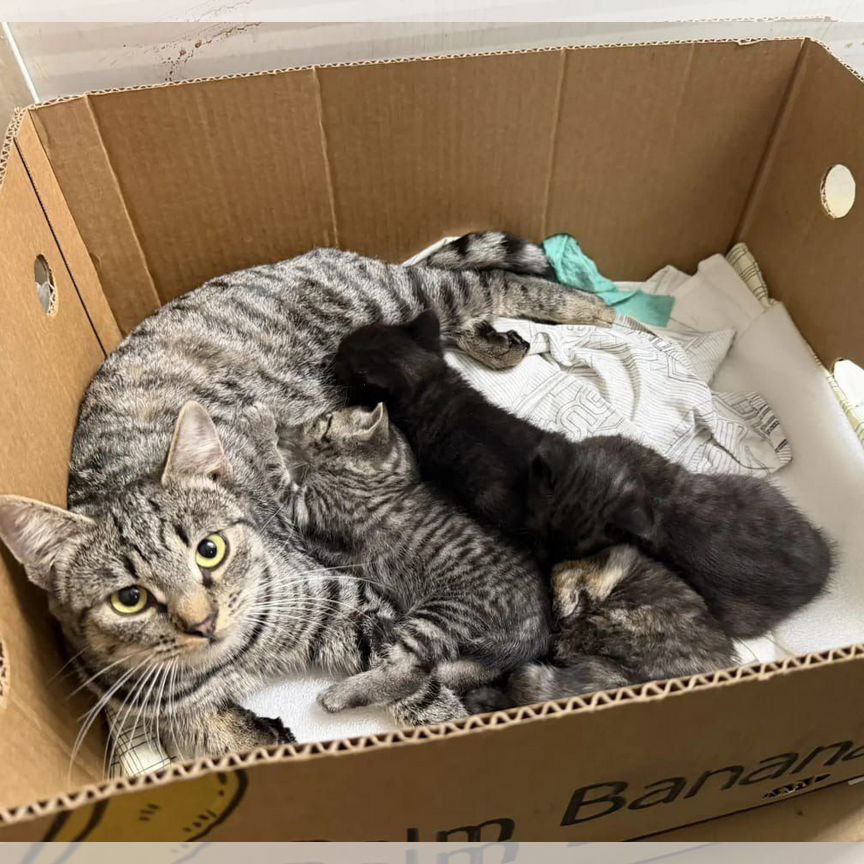 Взрослая кошка в добрые руки