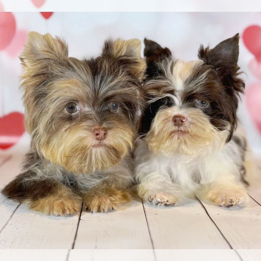 Йоркширский терьер, щенок