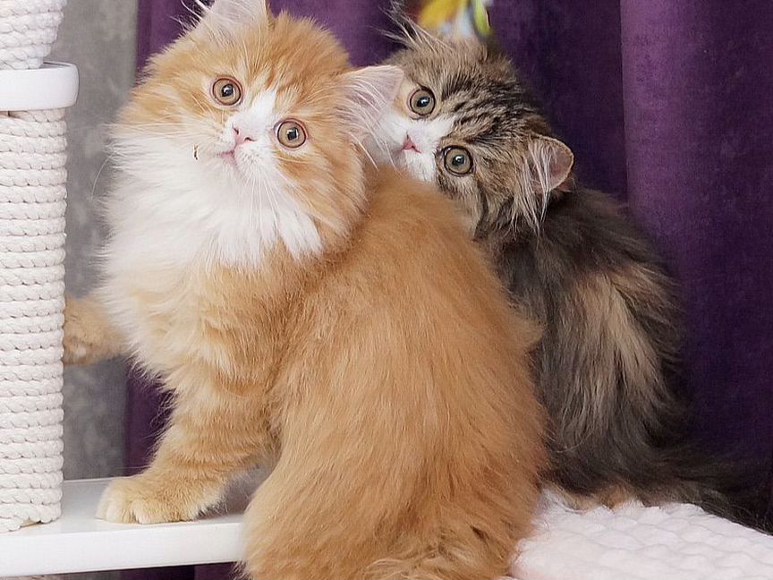 Шотландские котята и взрослые