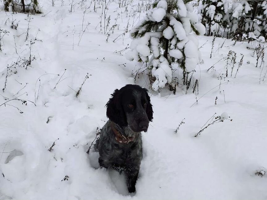 Русский охотничий спаниель вязка