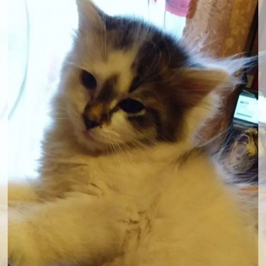 Отдам котёнка в добрые руки бесплатно