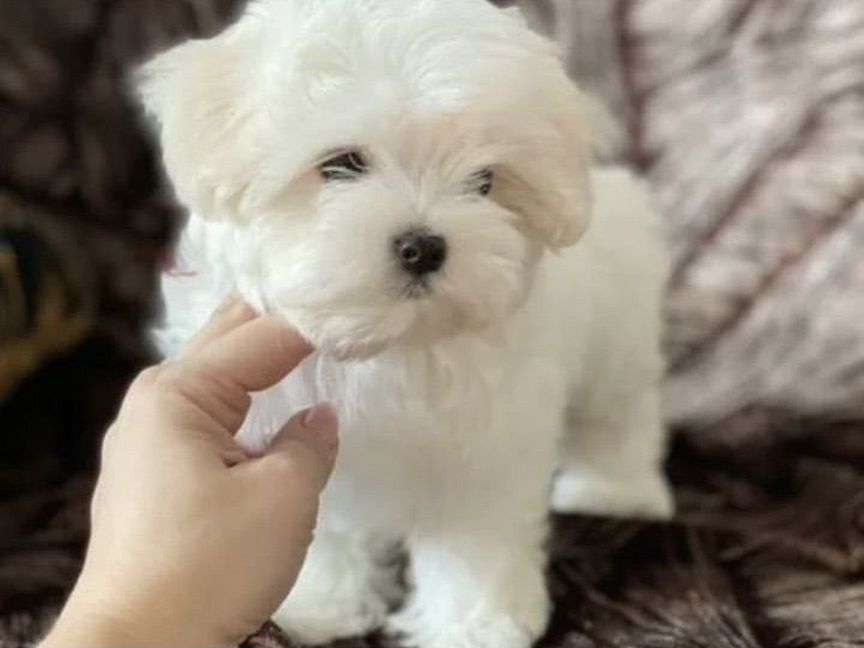 Щенки мальтипу f1