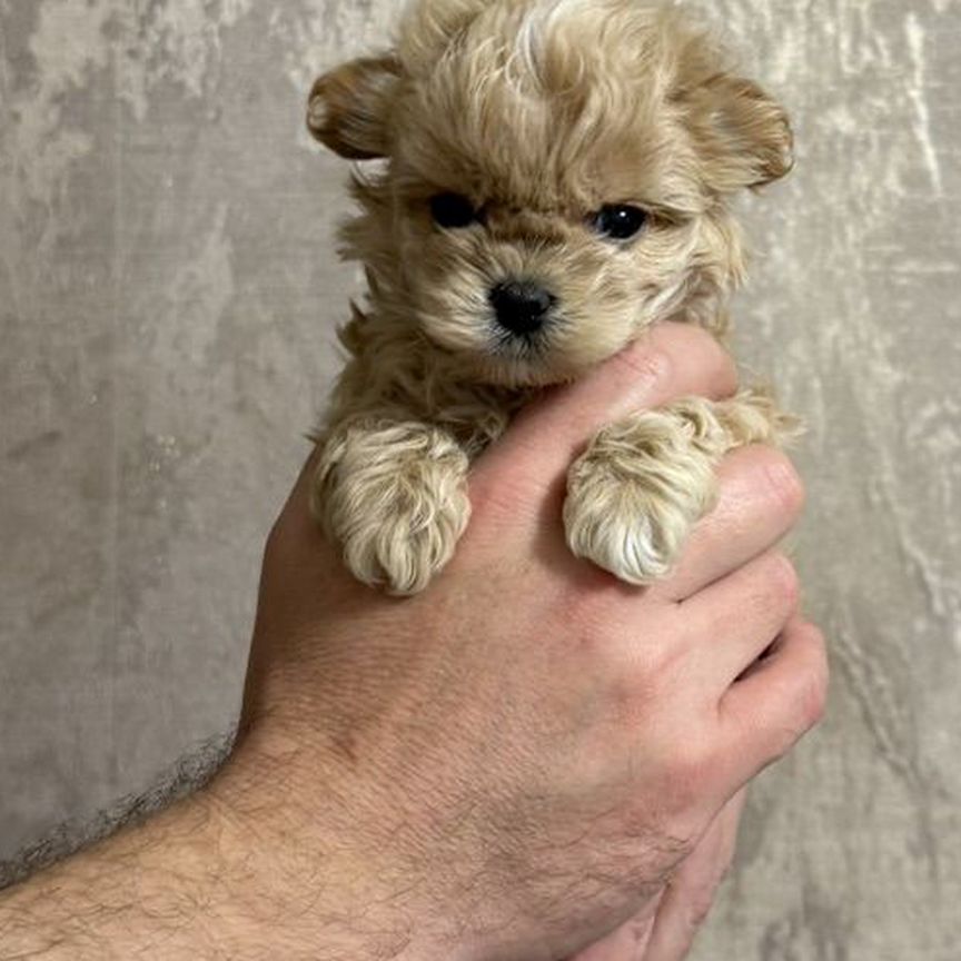 Мальтипу, щенок