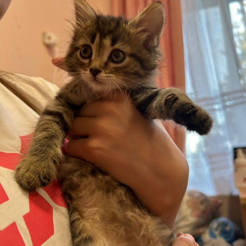 Котёнок в добрые руки