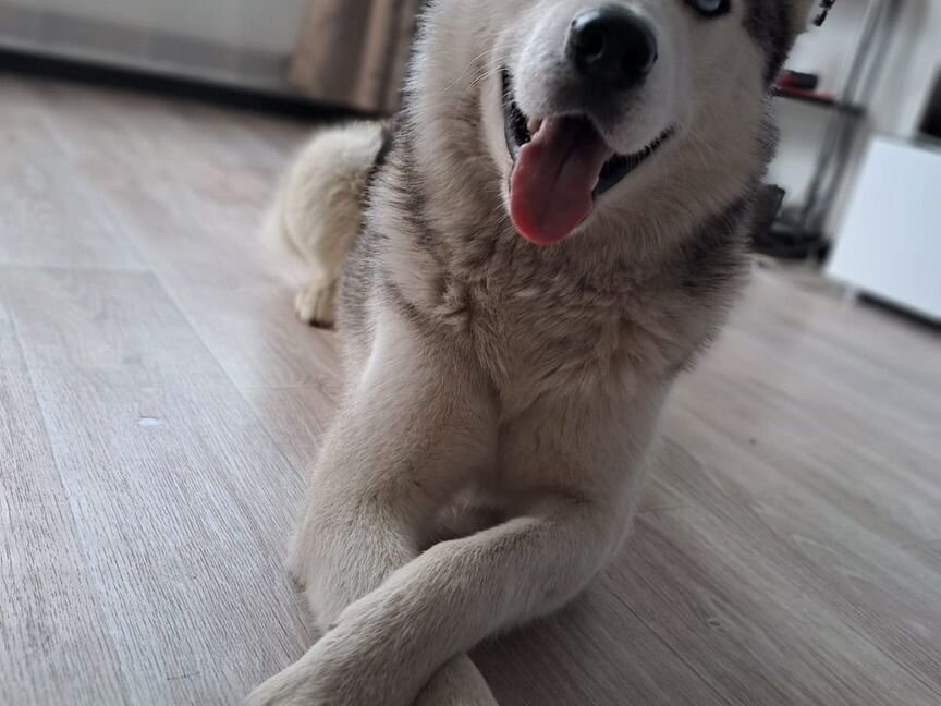 Сибирский хаски вязка