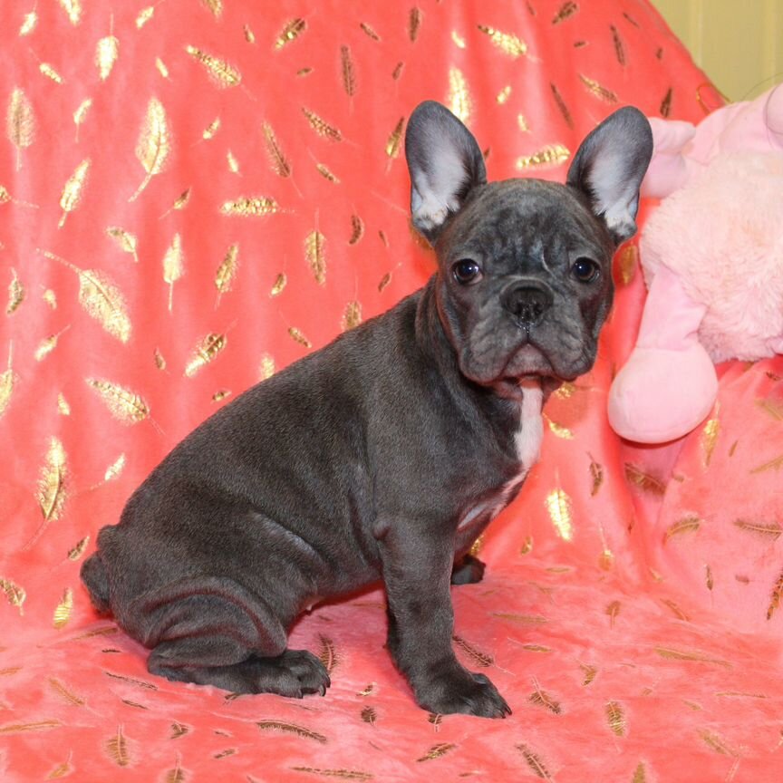 Голубая куколка от Чемпиона породы