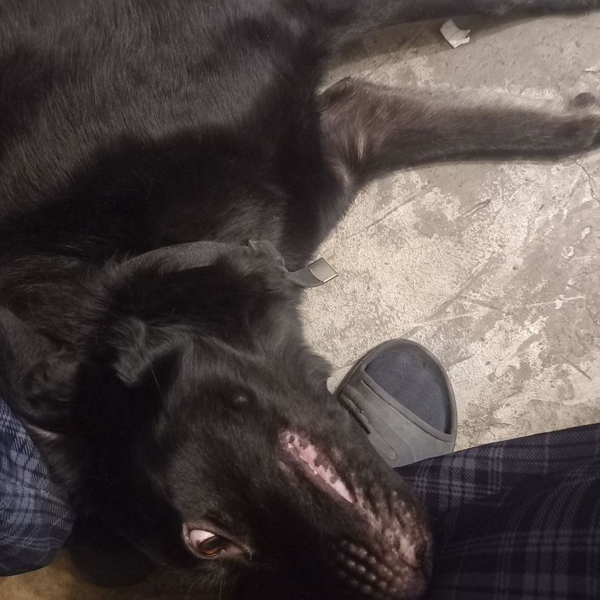 Щенок в добрые руки бесплатно санкт-петербург