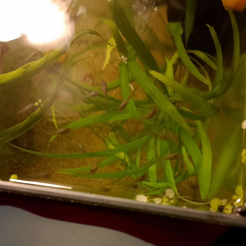 Мальки гуппи около двух месяцев