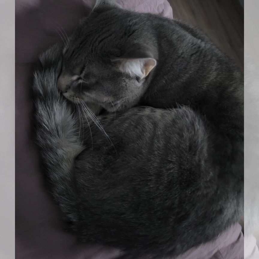 Взрослый кот в добрые руки