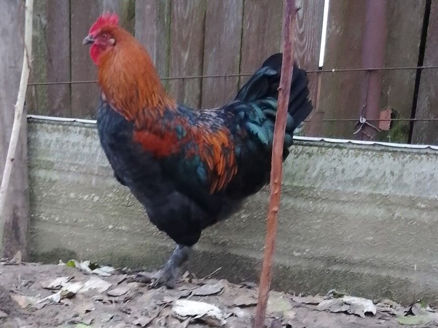 Молодой петух