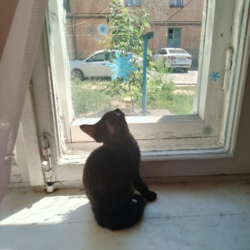 Отдам в добрые руки