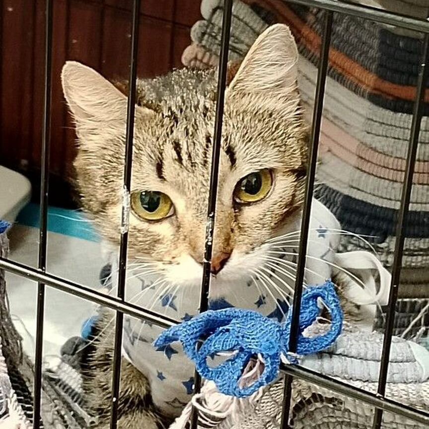 Заберите пожалуйста кошечку домой