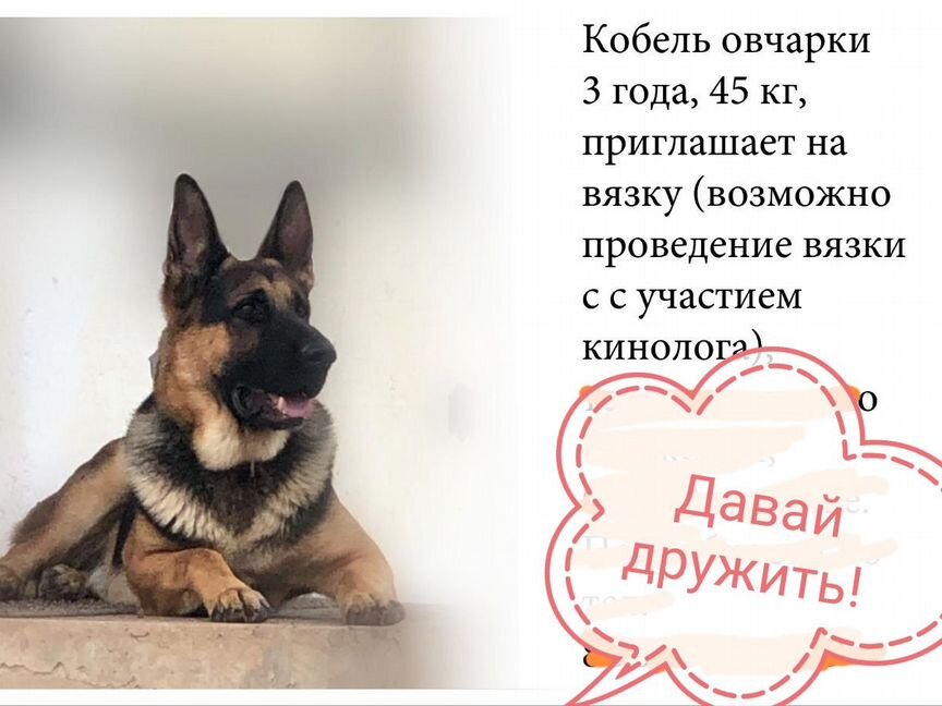 Вязка Овчарка восточно-европейская