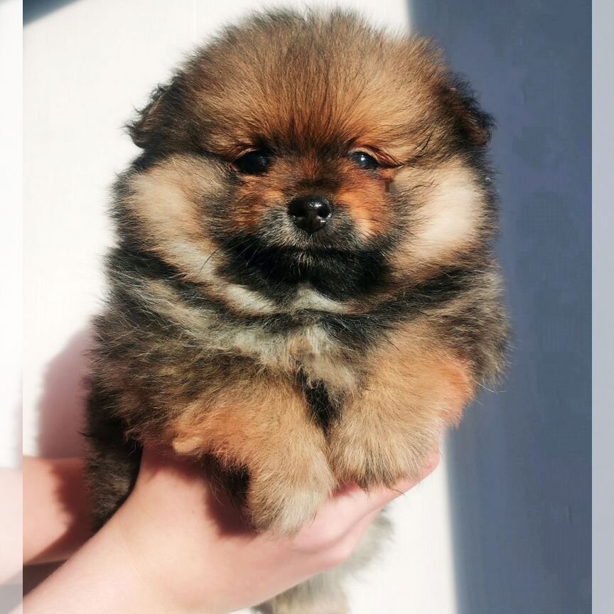 Померанский шпиц, щенок