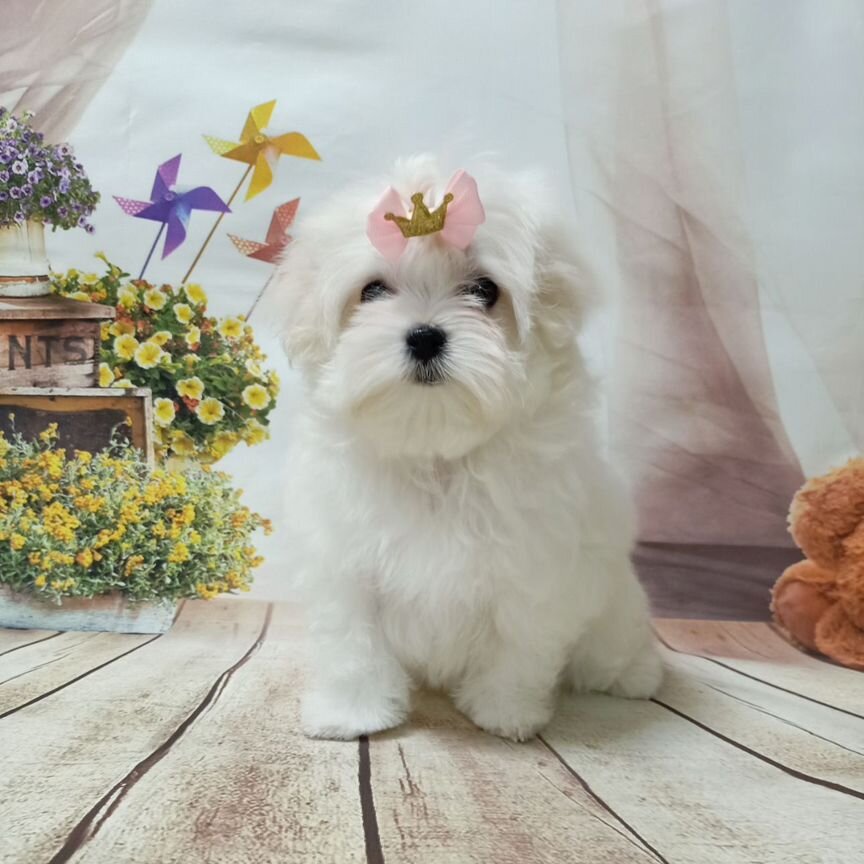 Мальтезе мини девочка