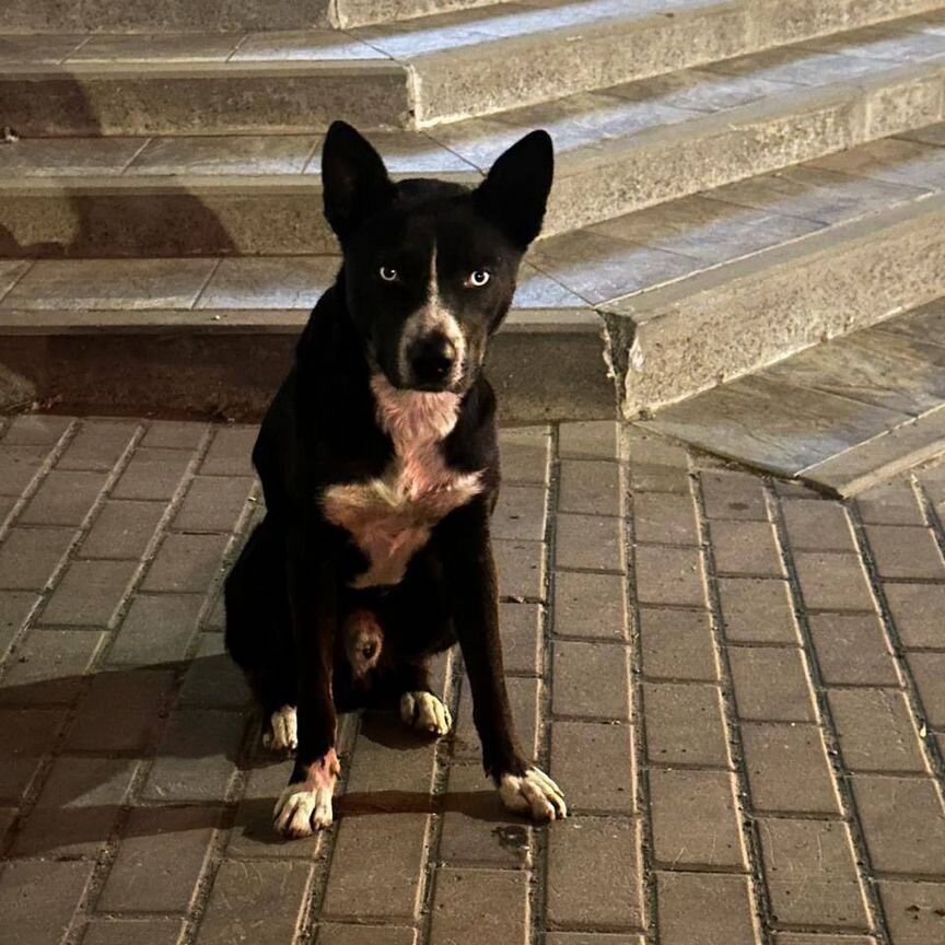 Собака в добрые руки