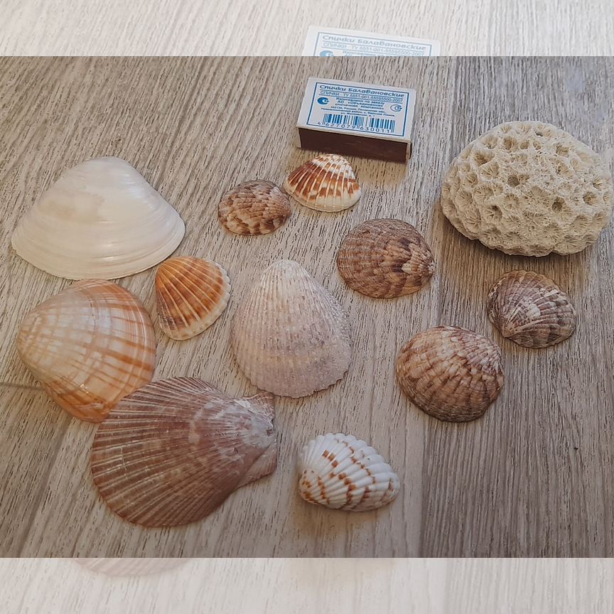 Ракушки морские