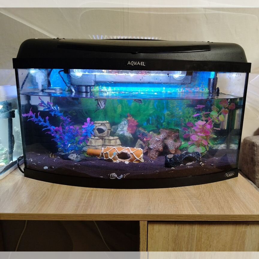 Аквариумные рыбки и сомики