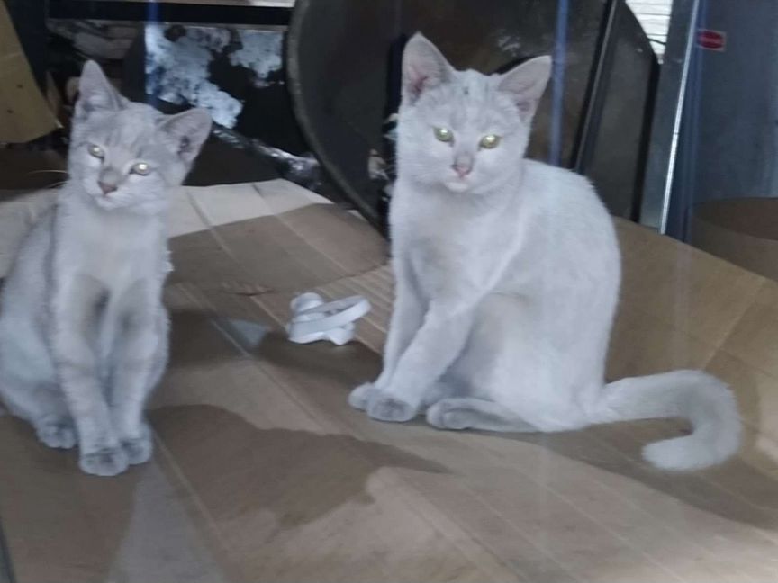 Белые котята 4 мес