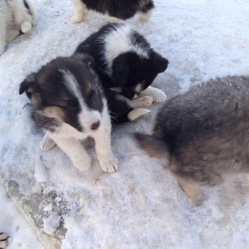 Щенки на стройке в опасности