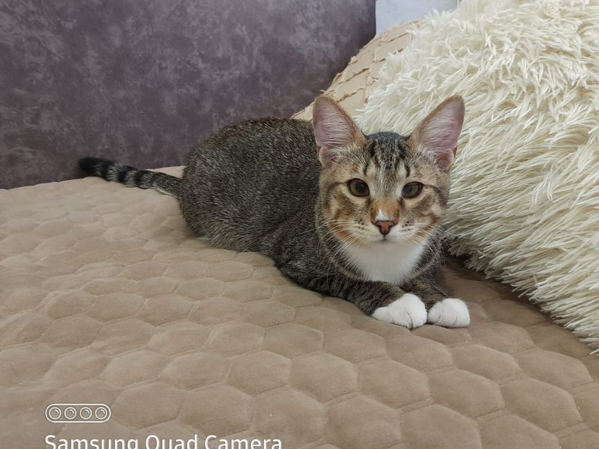 Котёнок в добрые руки
