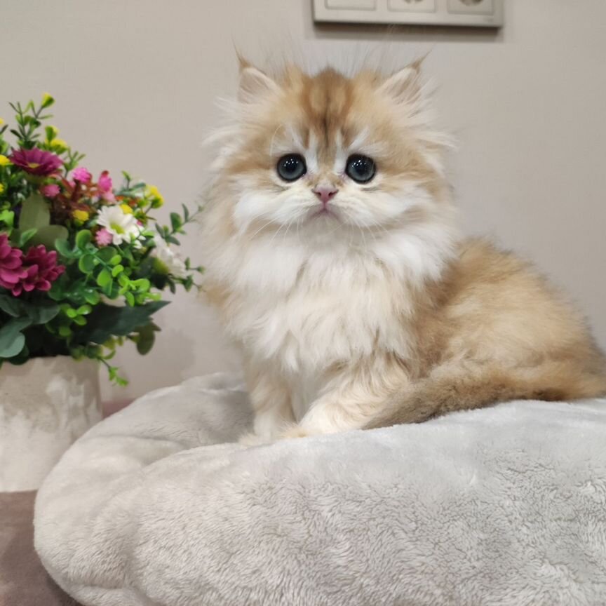 Британская длинношерстная шиншилла кошечка