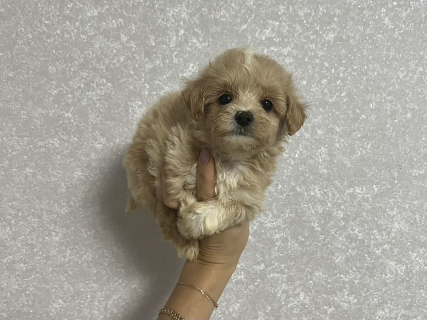 Мальтипу ф1 крохотная девочка карамелька