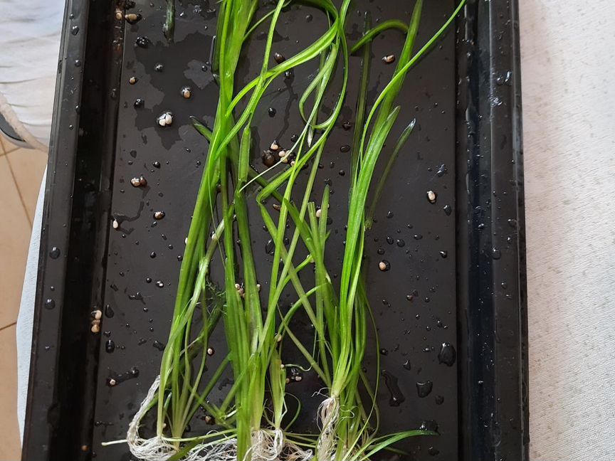 Валиснерия прополка