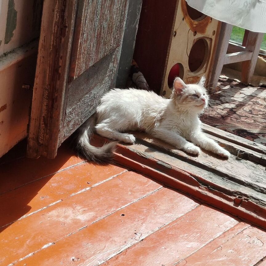 Отдам метисов мейн-куна бесплатно