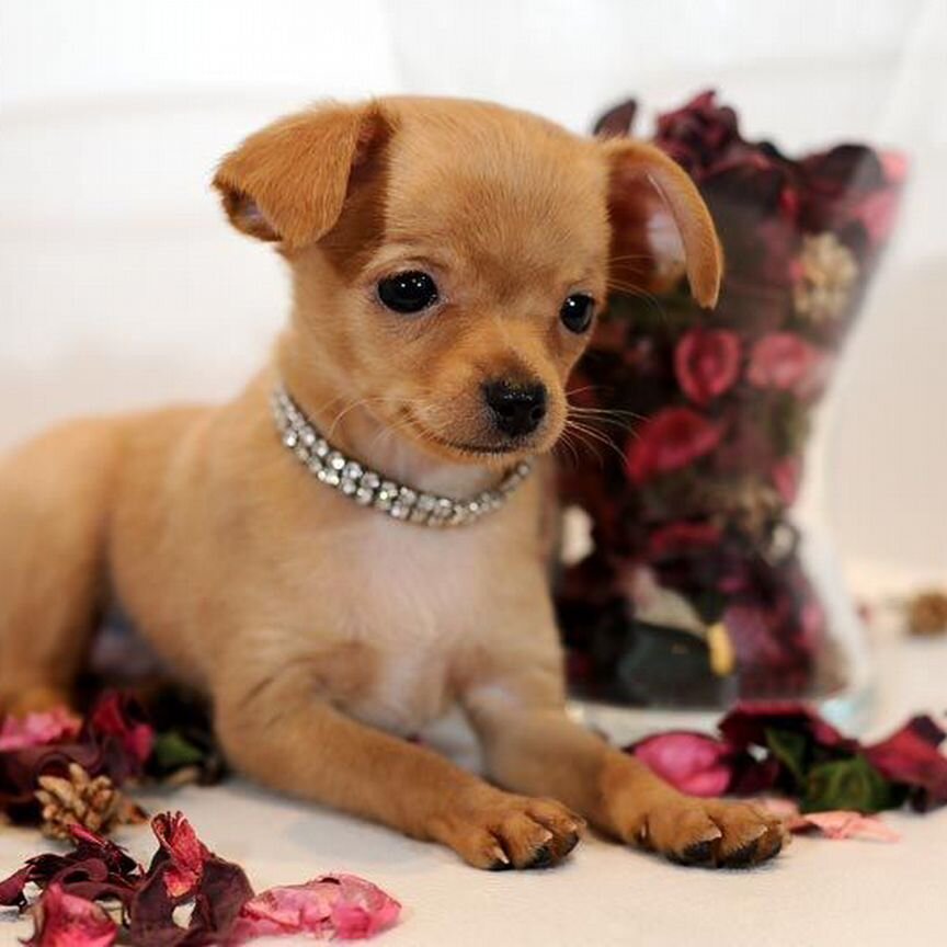 Той-терьер щенок