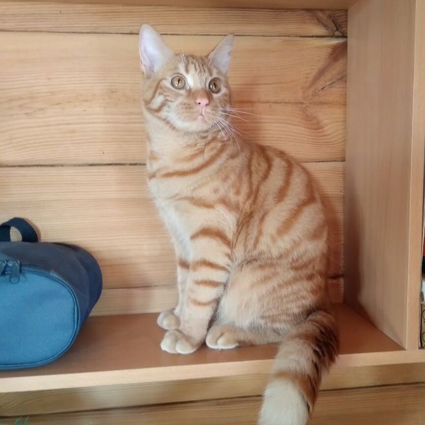Отдам кота в добрые руки бесплатно