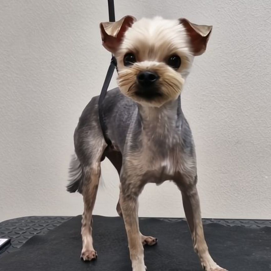 Йоркширский терьер, взрослый пёс