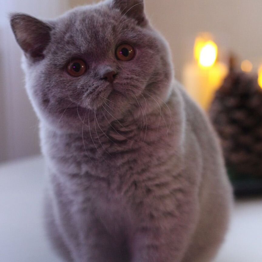 Британские котята