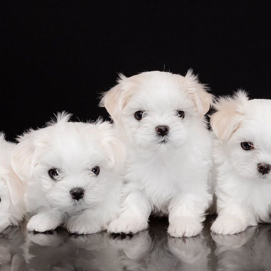 Мальтезяки