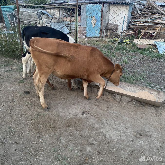 Бычки и телки