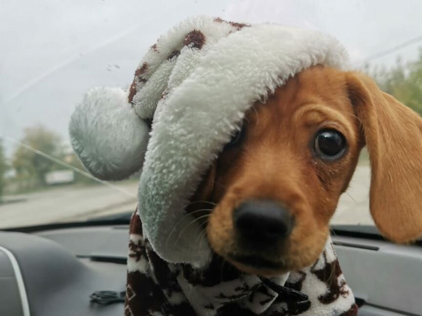 Щенки Цвергпинчера (минипинчер, карликовый пинчер)