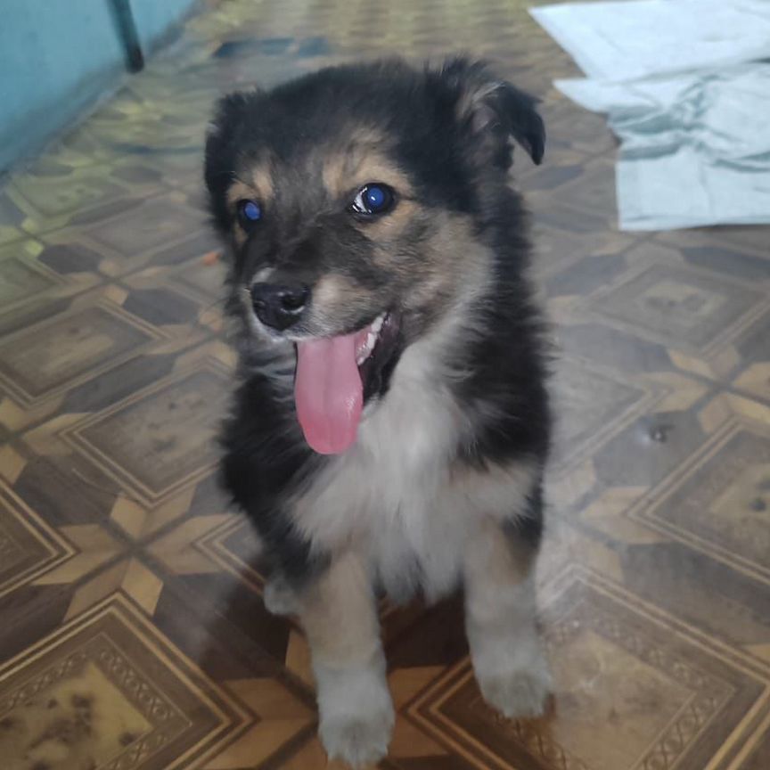 Щенок в добрые руки