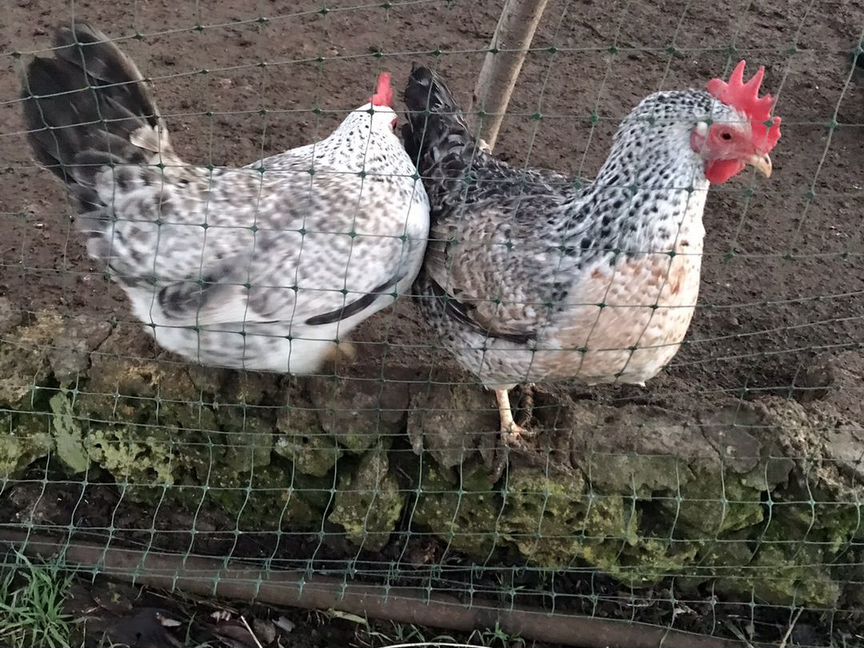 Продам инкубационное яйцо