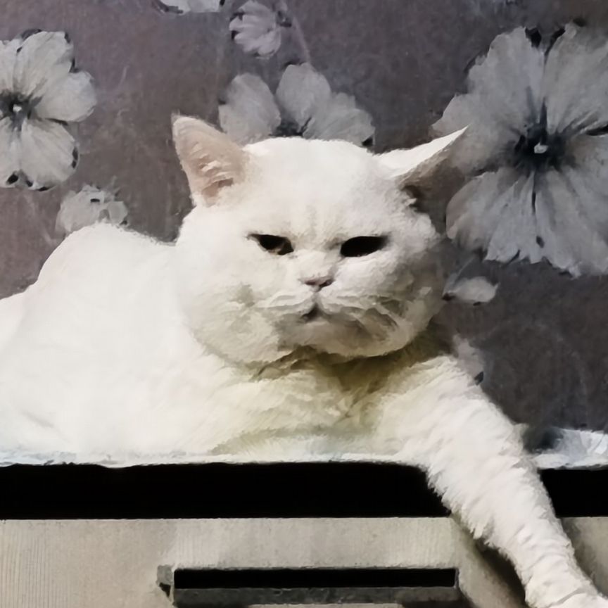 Шотландский прямоухий короткошёрстный котёнок