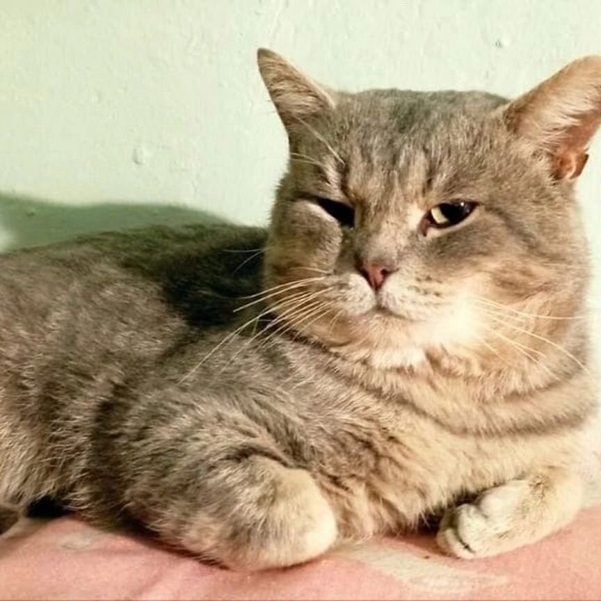 Добрый котик ждет вас в приюте