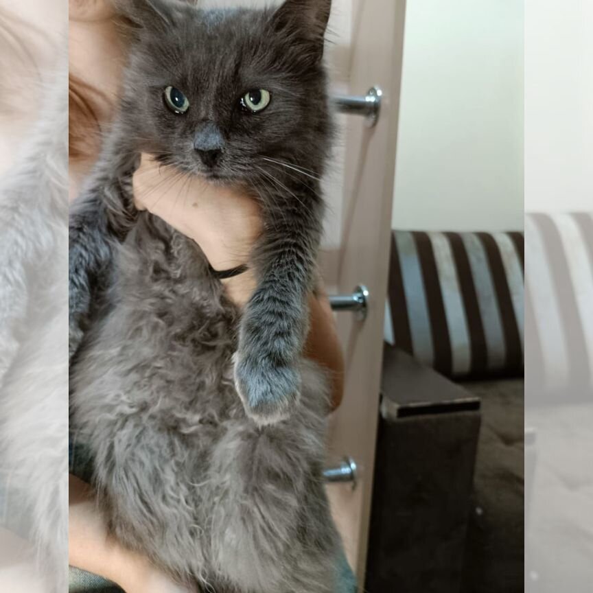 Найдена кошка