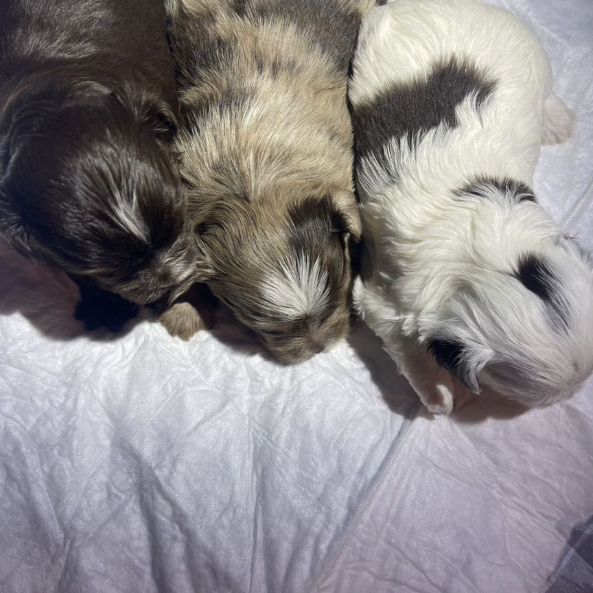 Йоркширский терьер, щенок