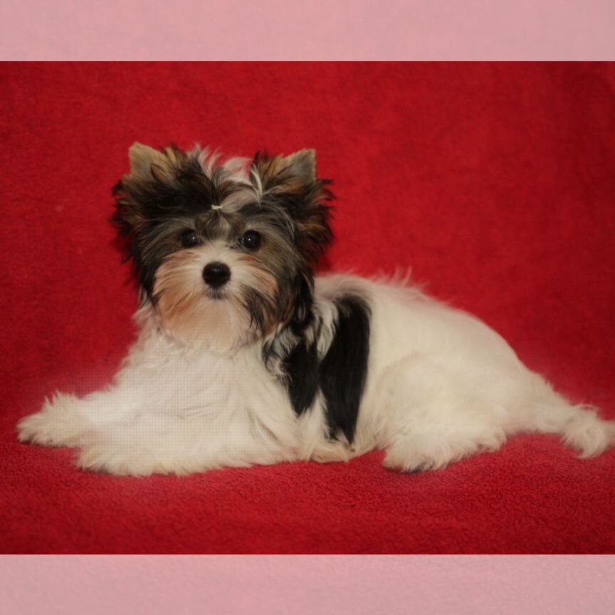 Бивер-йоркширский терьер, щенок