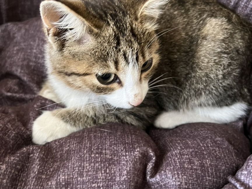 Европейская