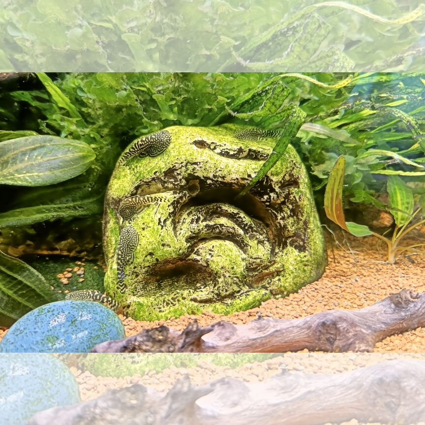 Севелия линеолата